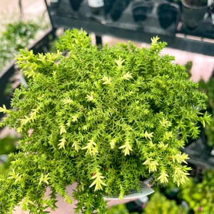Pre-bonsai, Twinkle Toes Japanese Cedar, Live Plant - 4" Growers Pot - Etsy