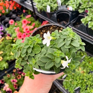 Itsy White Petunia 4 Growers Pot - Etsy