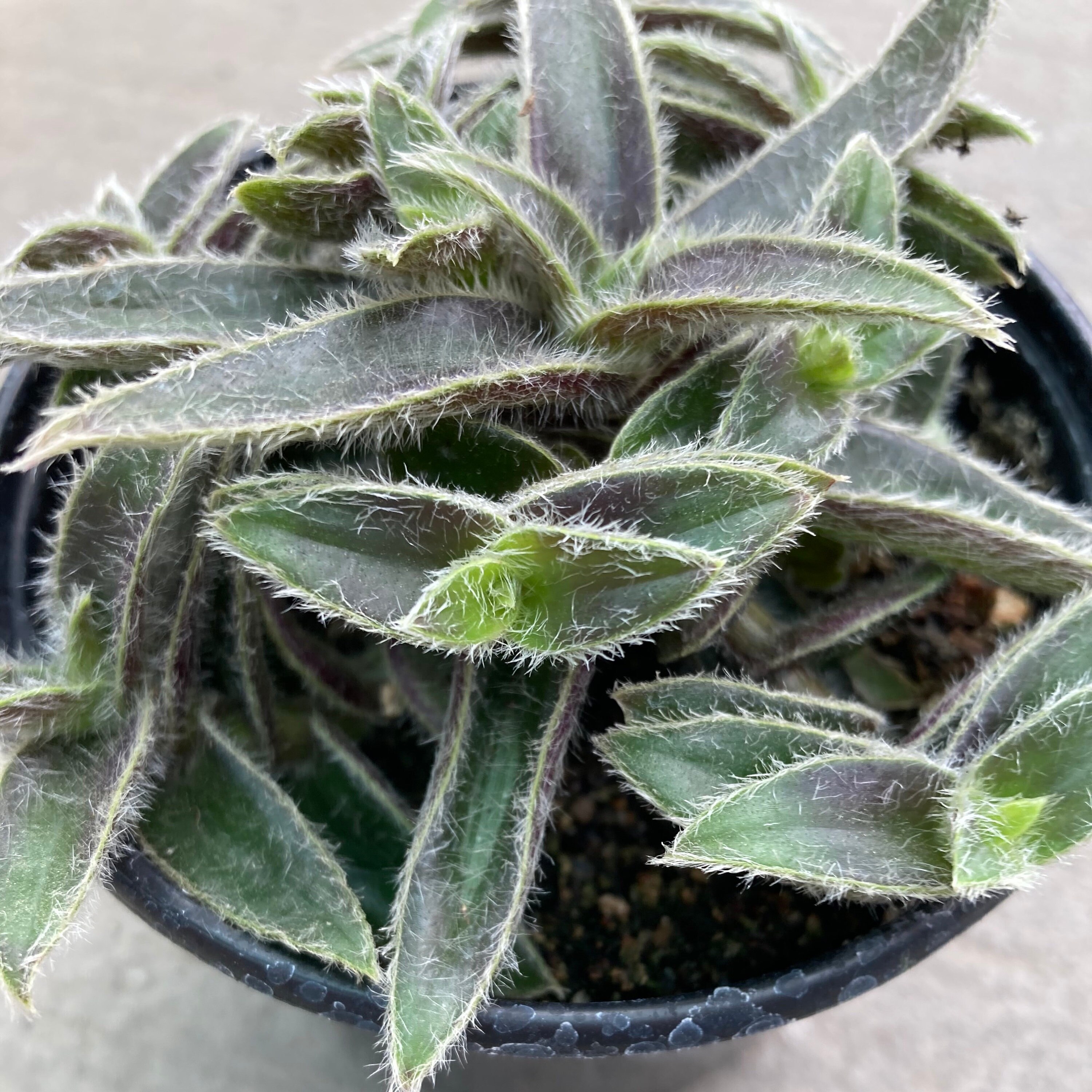 Cyanotis Somaliensis Kitten Ears 4 Growers Pot Etsy