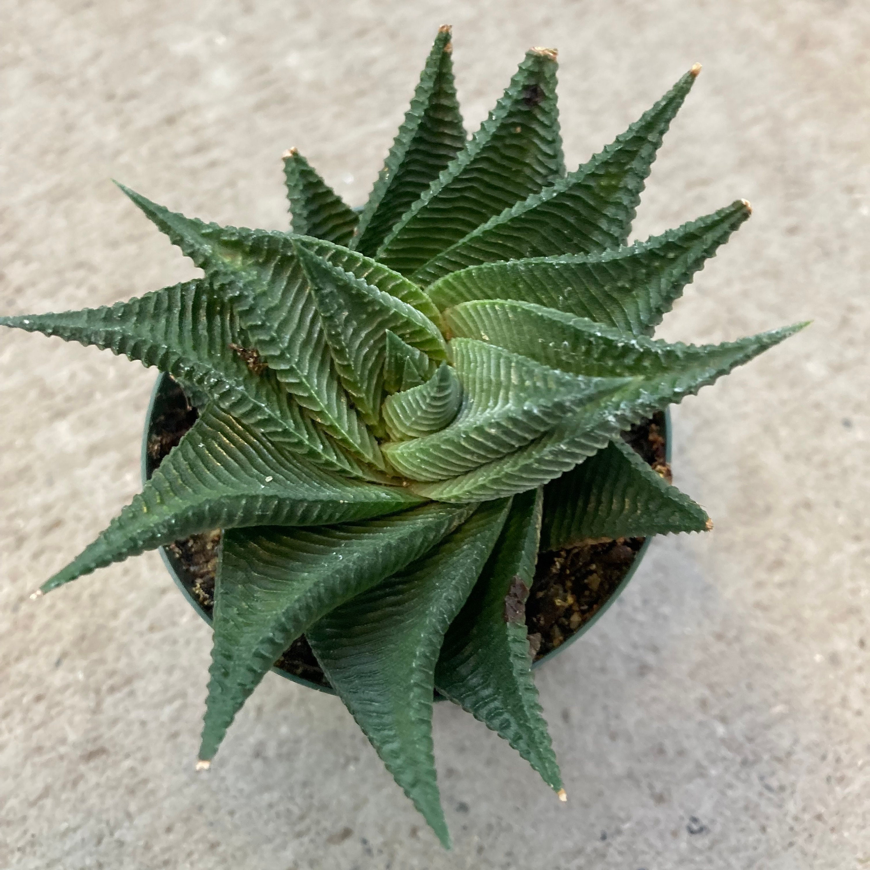Haworthia Limofolia Faries Washboard Home & Living Outdoor & Gardening ...