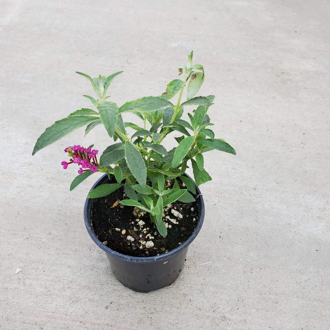 Buddleia davidii 'Hot Raspberry' Butterfly Bush | Etsy