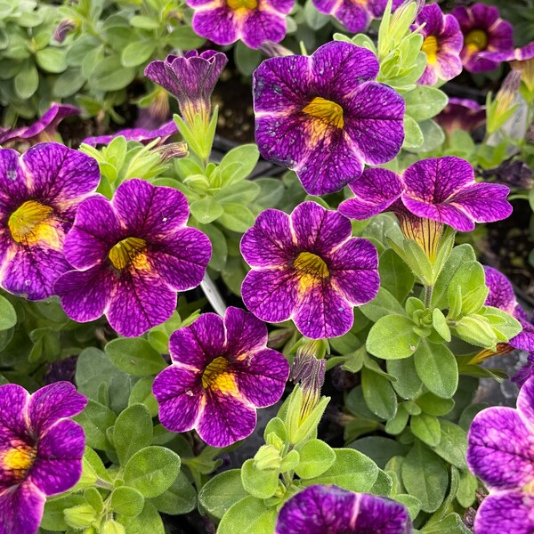Calibrachoa Seeds - Etsy