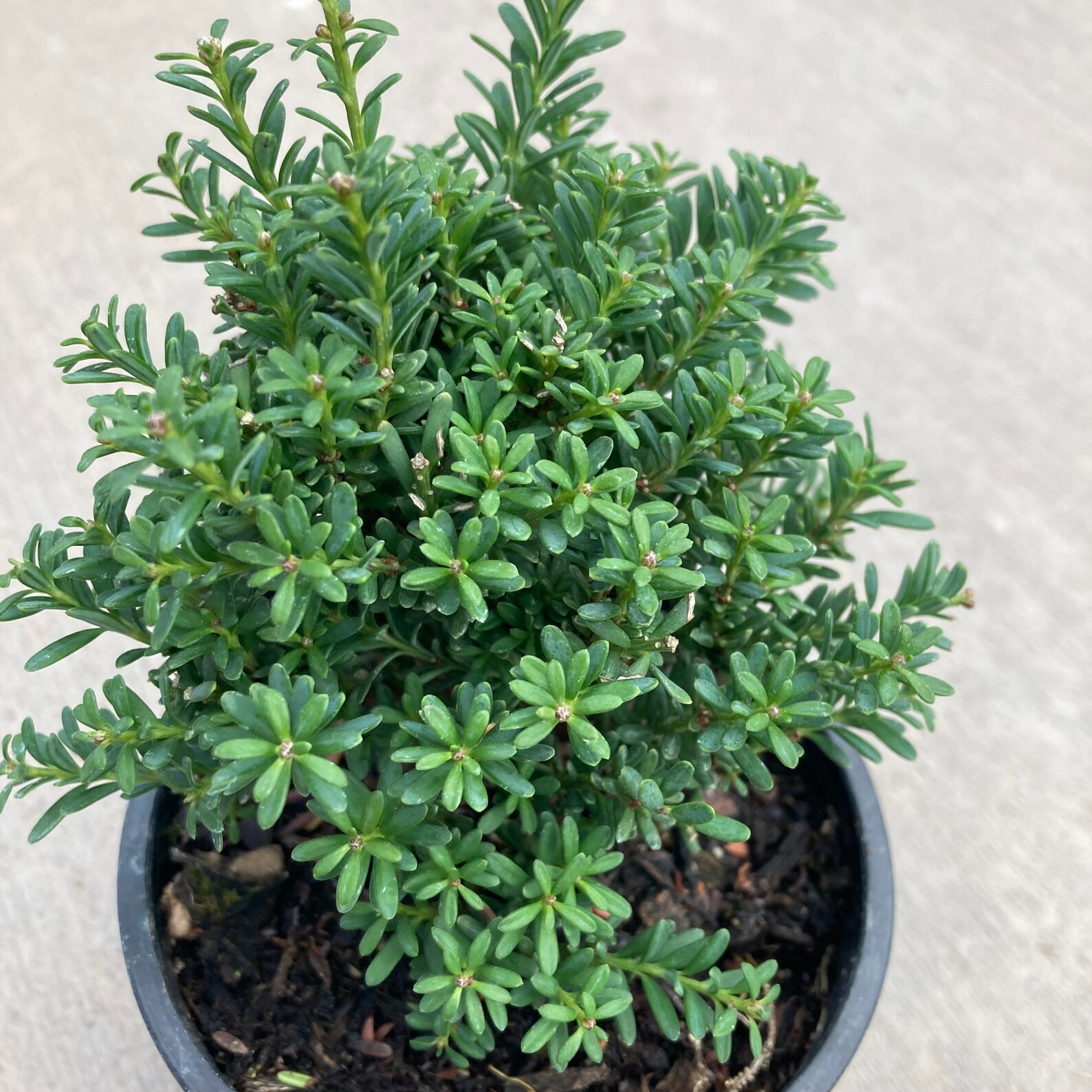 Podocarpus X red Tip mountain Plume Pine 4 Growers - Etsy