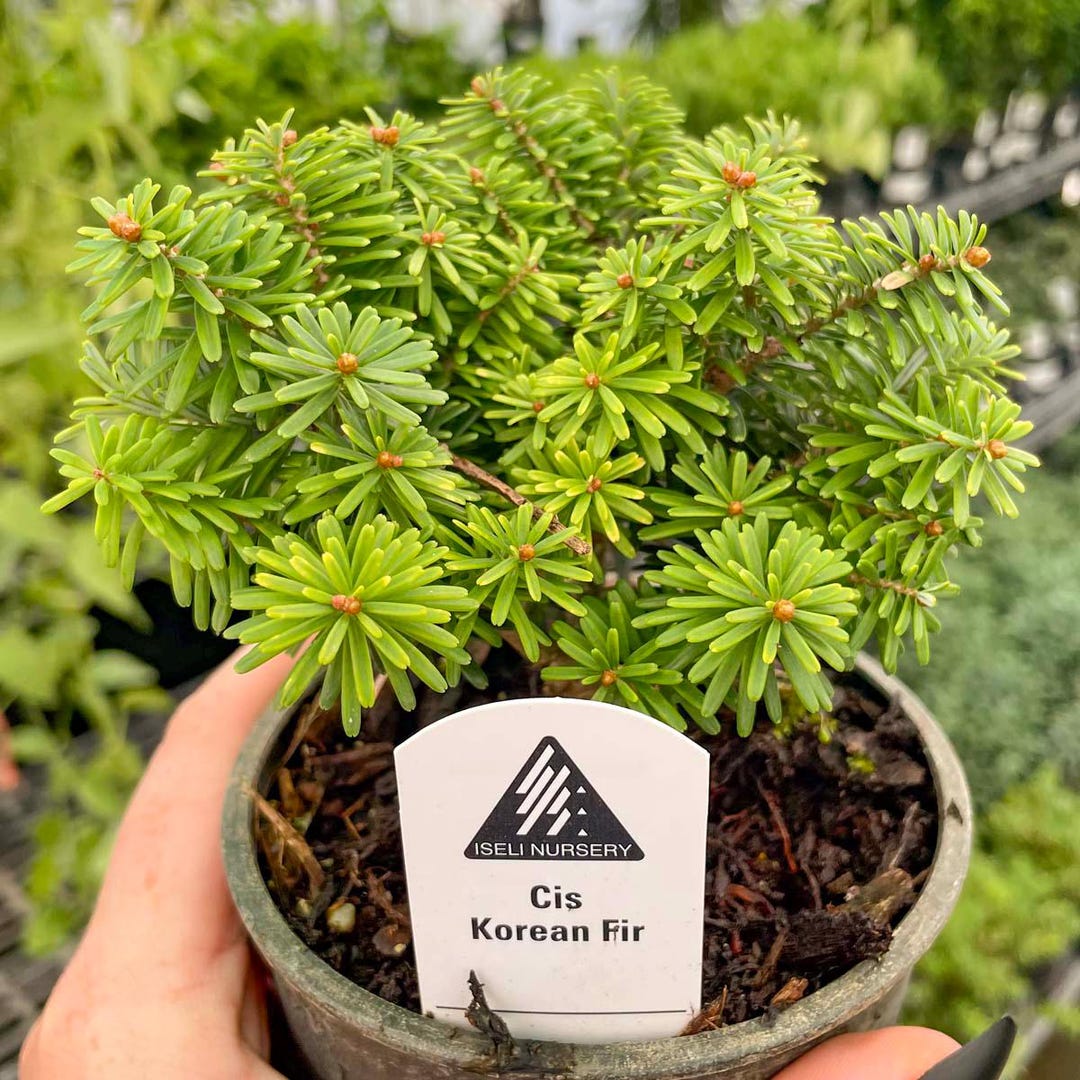 Pre-bonsai, Cis Korean Fir, Live Plant - 4" Growers Pot - Etsy