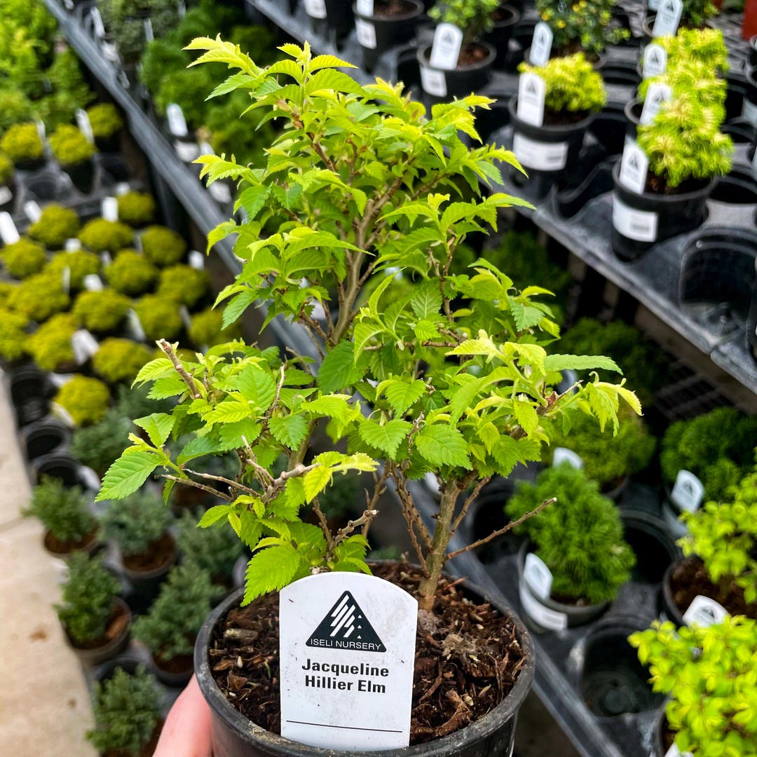 Pre-bonsai, Jacqueline Hillier Elm, Live Plant - 4" Growers Pot - Etsy