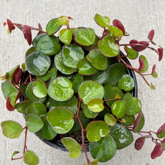 Peperomia 'ruby Cascade' 4 Grower's Pot - Etsy