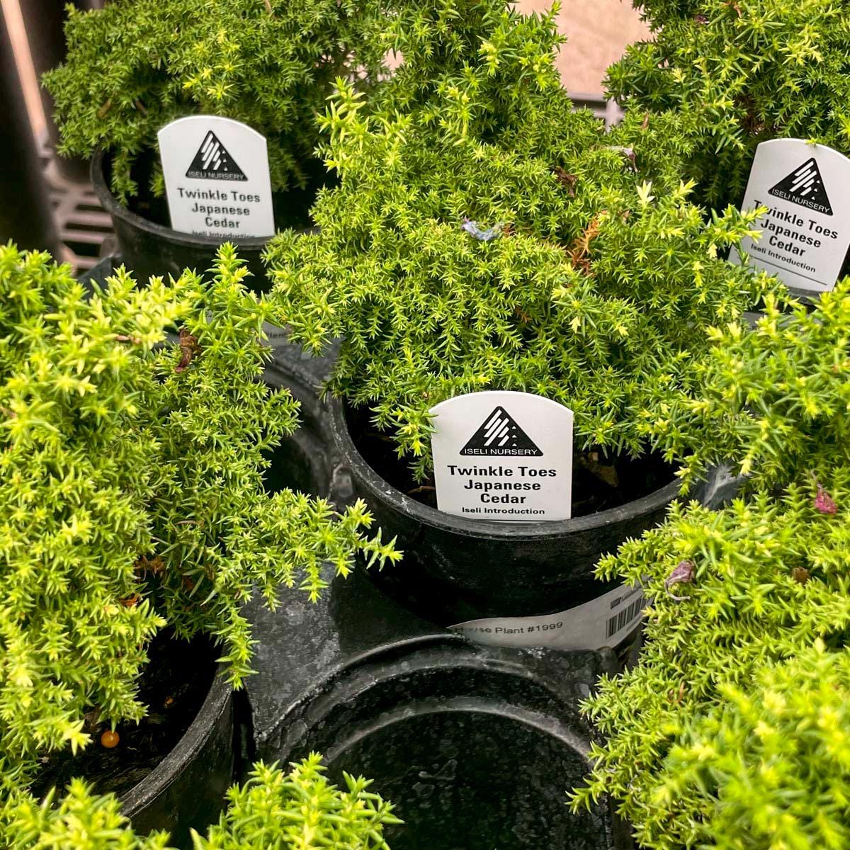 Pre-bonsai, Twinkle Toes Japanese Cedar, Live Plant - 4" Growers Pot - Etsy