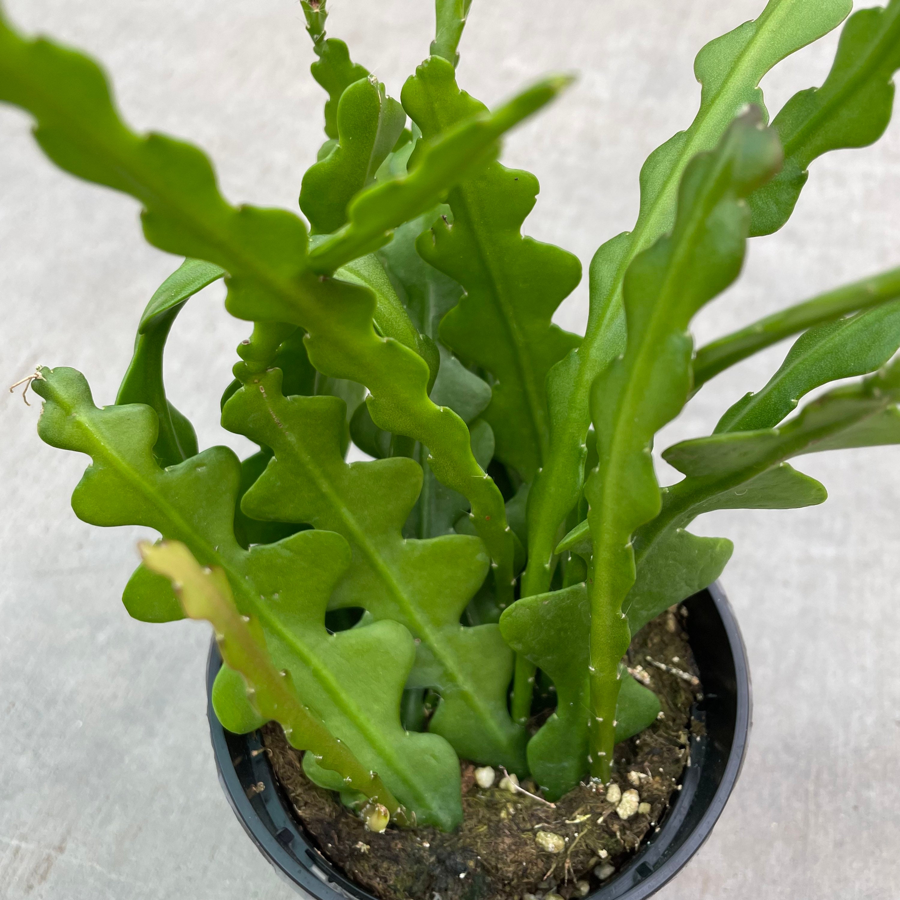 Disocactus anguliger 3\u201d Pot Rooted Divisions Home & Living Home ...