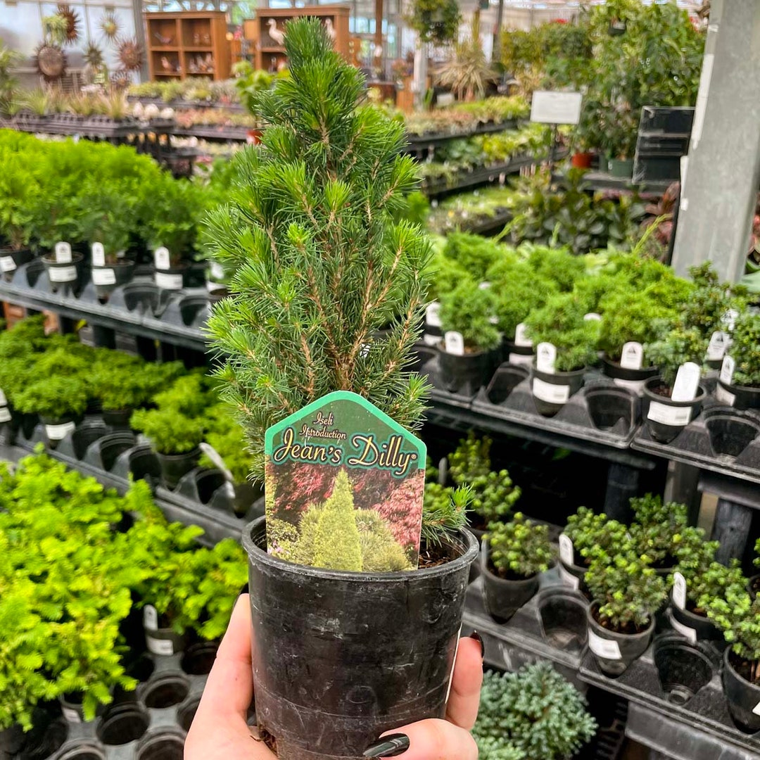 Jeans Dilly Alberta Spruce, Live Bonsai Starter Plant 4 Growers Pot - Etsy