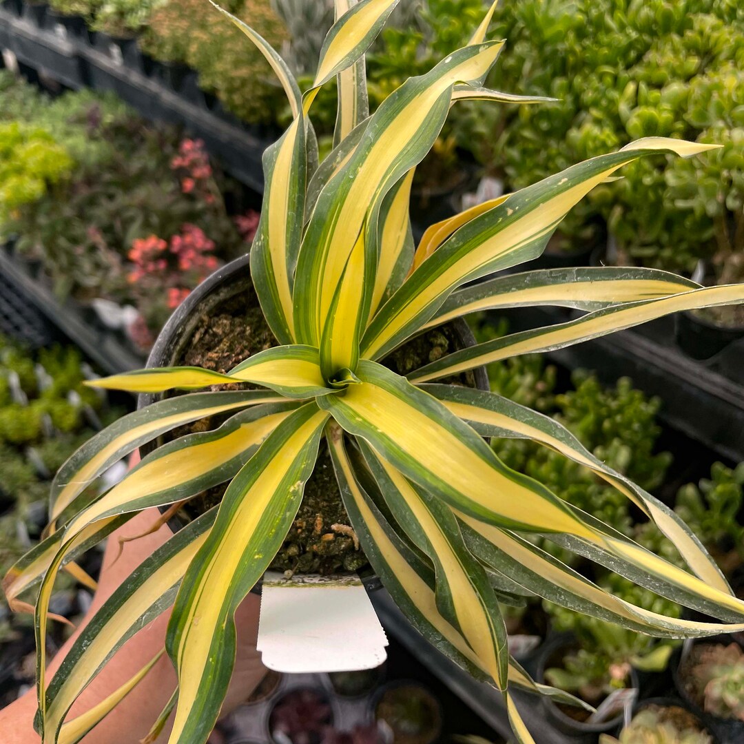 Color Guard Yucca adam's Needle 4 Growers Pot - Etsy