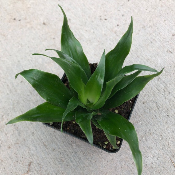 Corn Plant 2.5 Growers Pot Dracaena compacta 'Janet Craig' Plants Craft ...