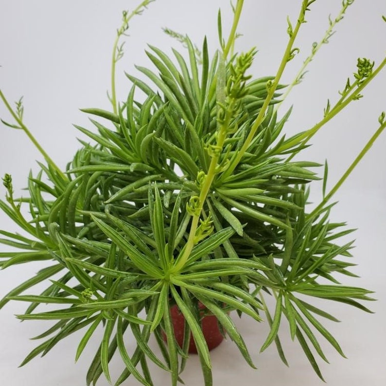 peperomia-ferreyrae-happy-bean-4-grower-pot-etsy