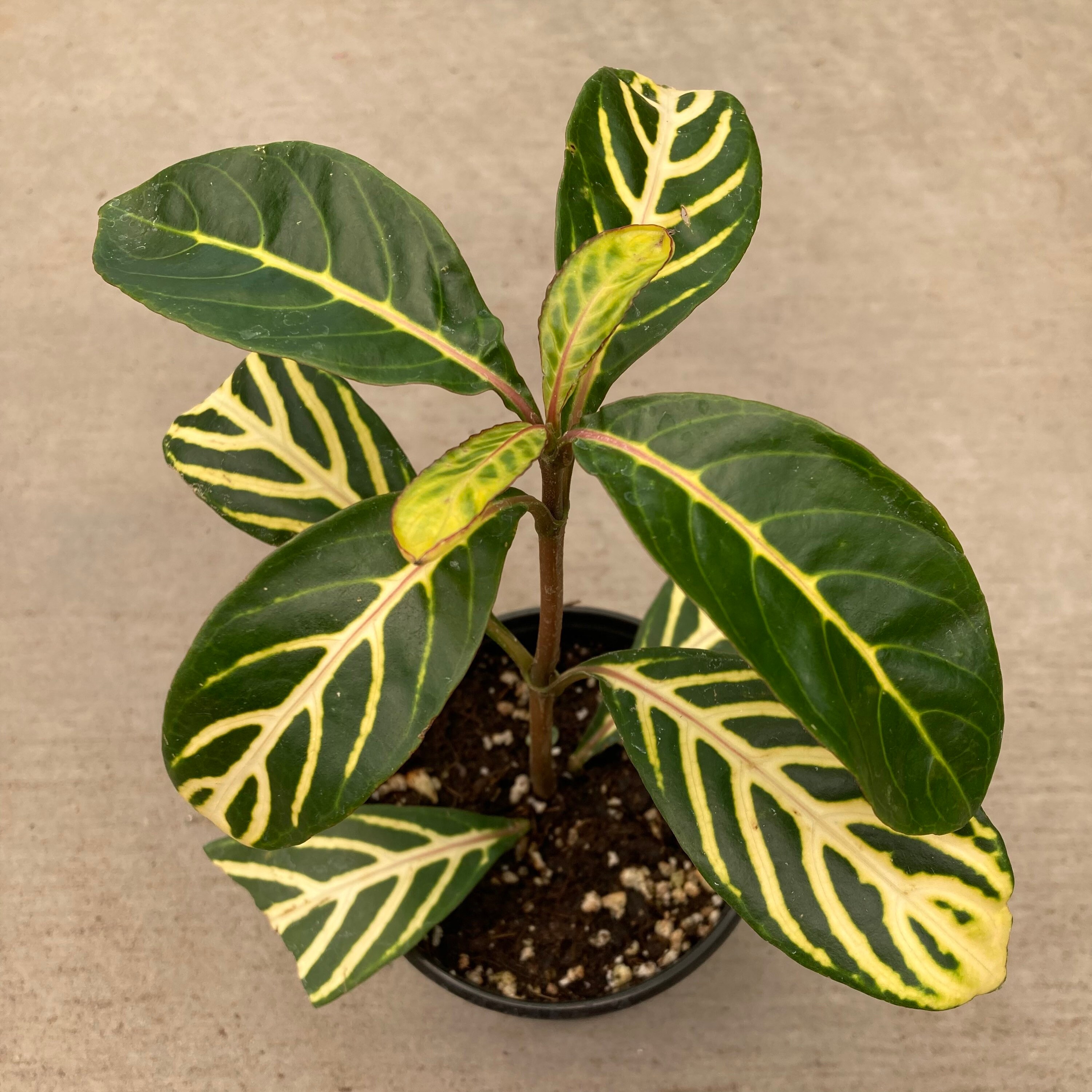 Sanchezia nobilis 'Ellen' Planta tigre 4 | Etsy