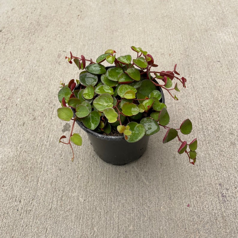 Peperomia 'ruby Cascade' 4 Grower's Pot - Etsy