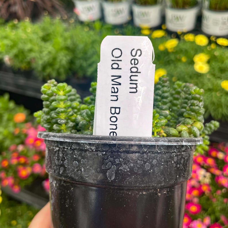 Creeping Sedum 'old Man’s Bones ' Live Groundcover Succulent Plant - 4 ...