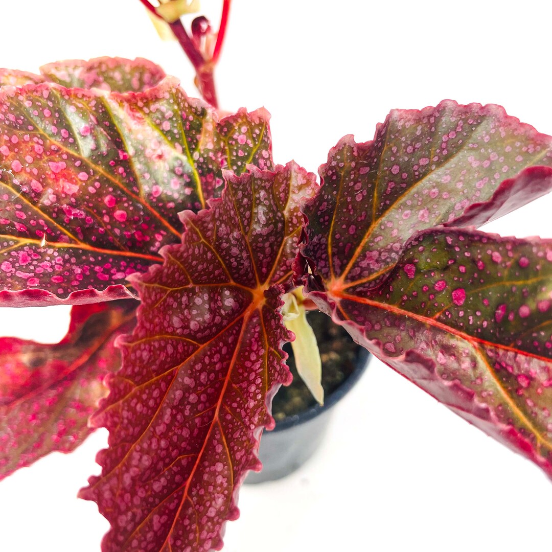 Begonia 'miss Mummy' angel Wing Begonia 4 - Etsy