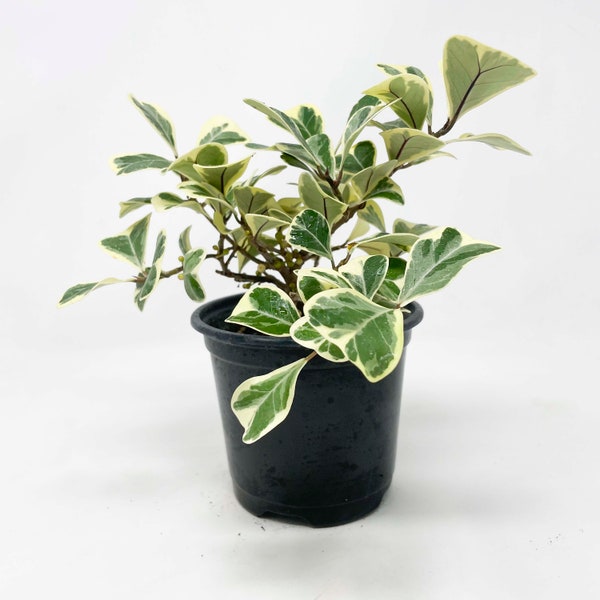 Ficus Triangularis Variegated - Etsy