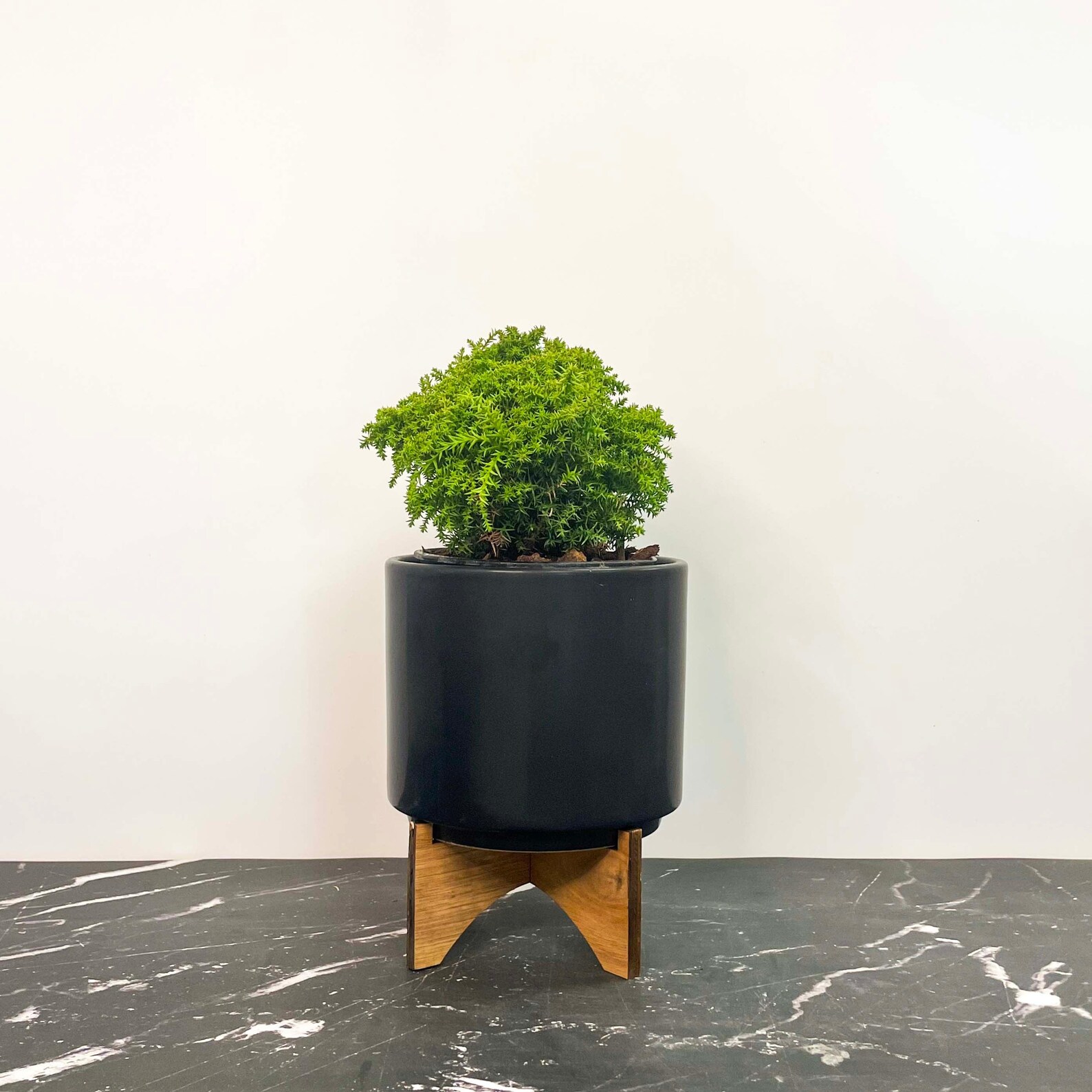 Pre-bonsai, Twinkle Toes Japanese Cedar, Live Plant - 4" Growers Pot - Etsy