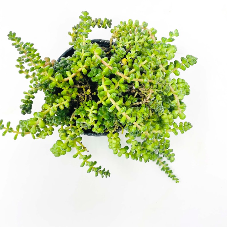 Sedum Divergens old Mans Bones - Etsy Australia