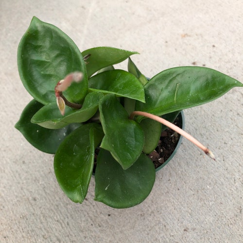 Floral & Garden Crafts Home & Hobby Very full 4 potted starter Hoya ...