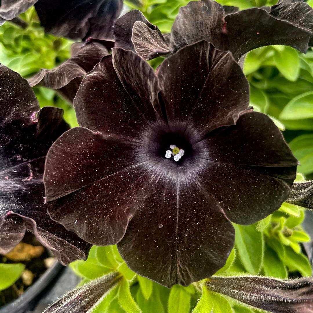 Petunia 'ray Black' - Etsy