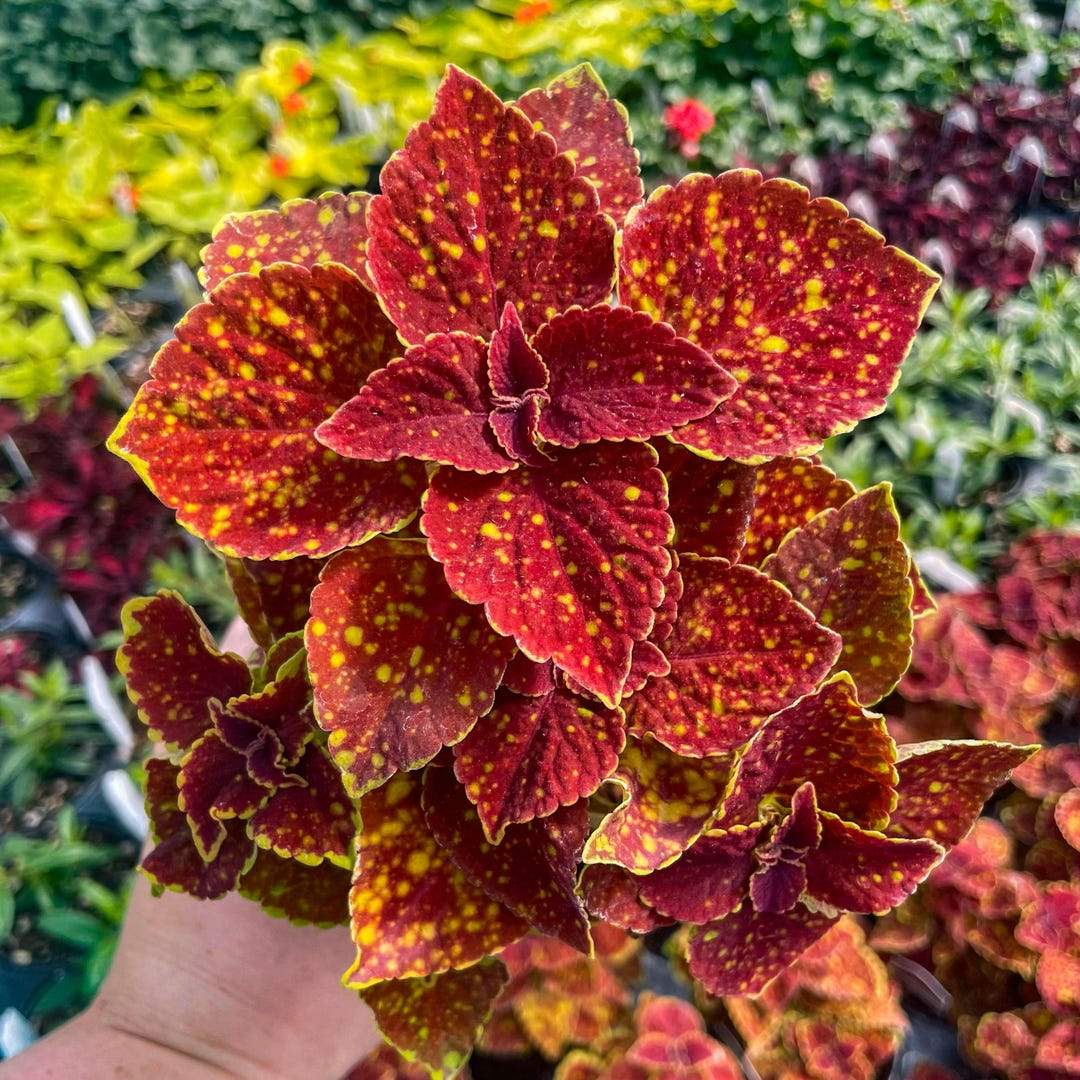 Seasonal Annual, 'talavera Moondust Coleus', Live Plant, 4" Growers Pot ...