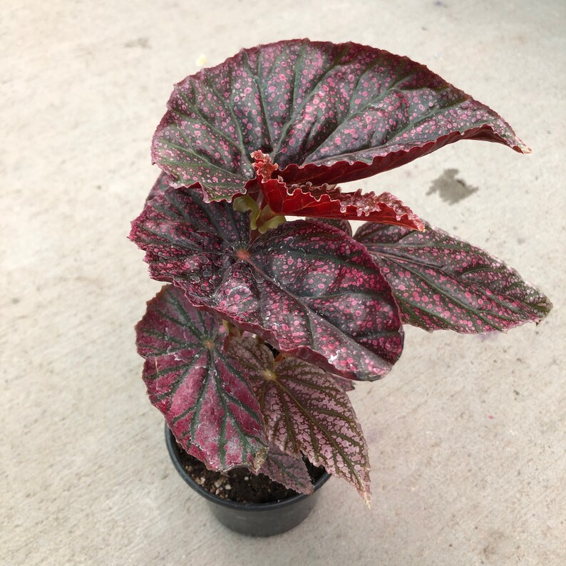 Begonia 'miss Mummy' angel Wing Begonia 4 - Etsy