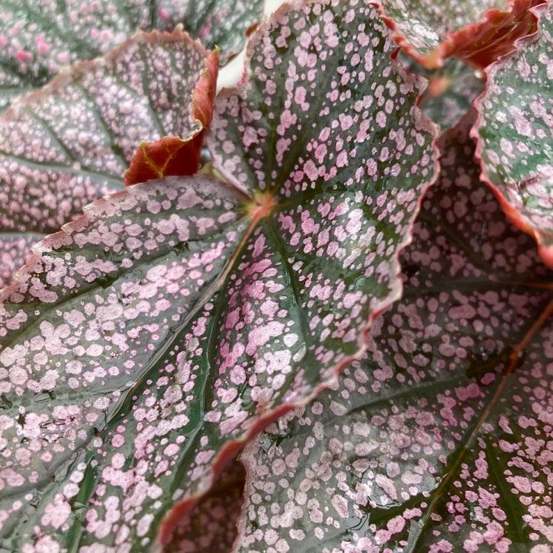 Begonia 'miss Mummy' angel Wing Begonia 4 - Etsy