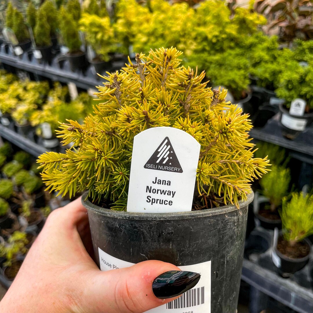 Pre-bonsai, Jana Miniature Norway Spruce, Live Plant - 4" Growers Pot ...