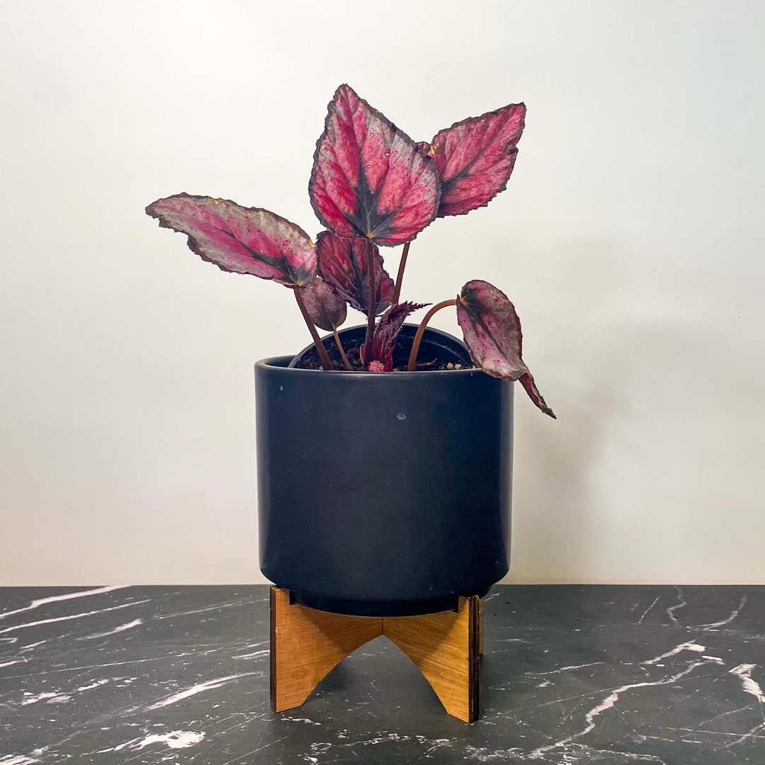 Red Tango Rex Begonia 4 Grower's Pot - Etsy