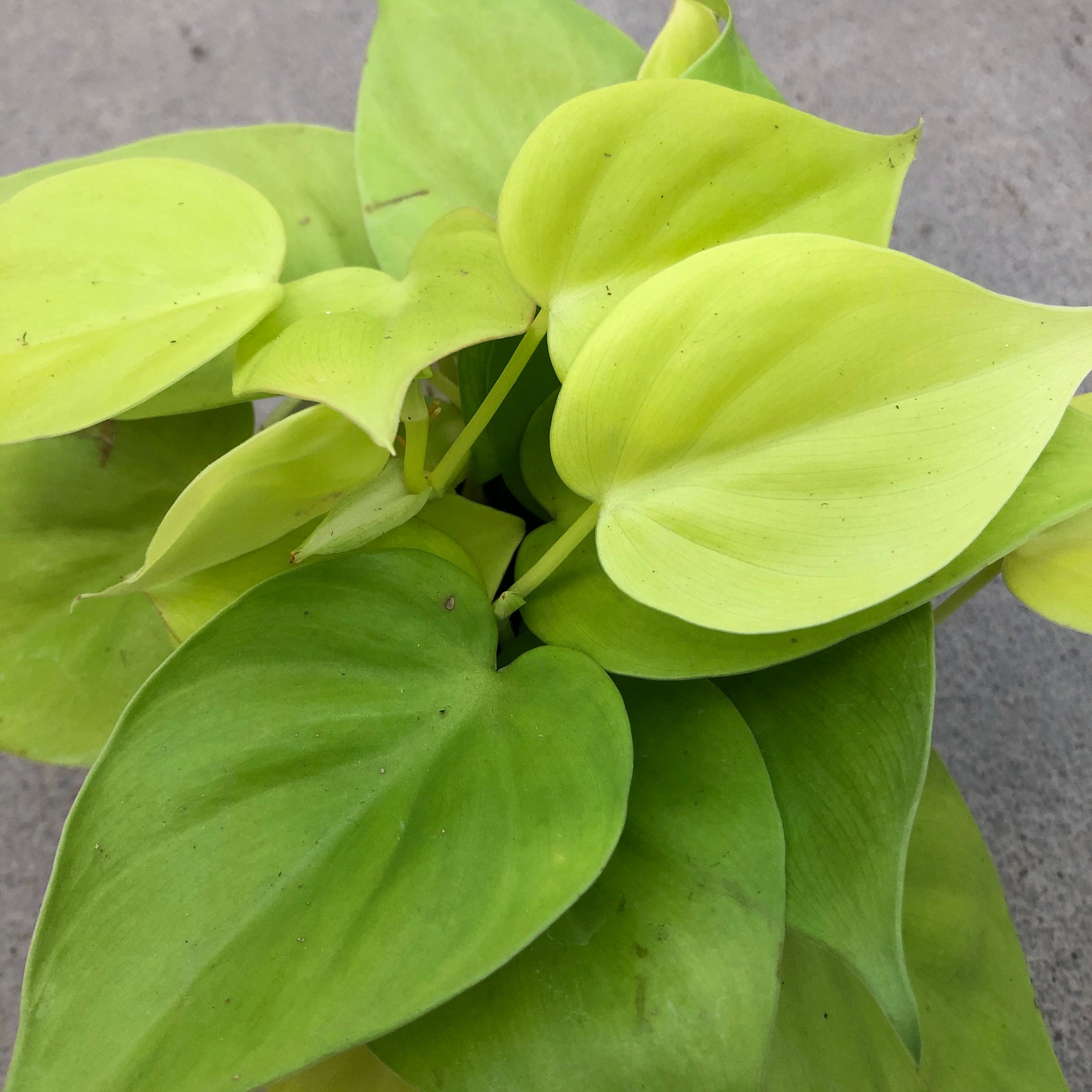 Philodendron Cordatum neon 4 Growers Pot - Etsy