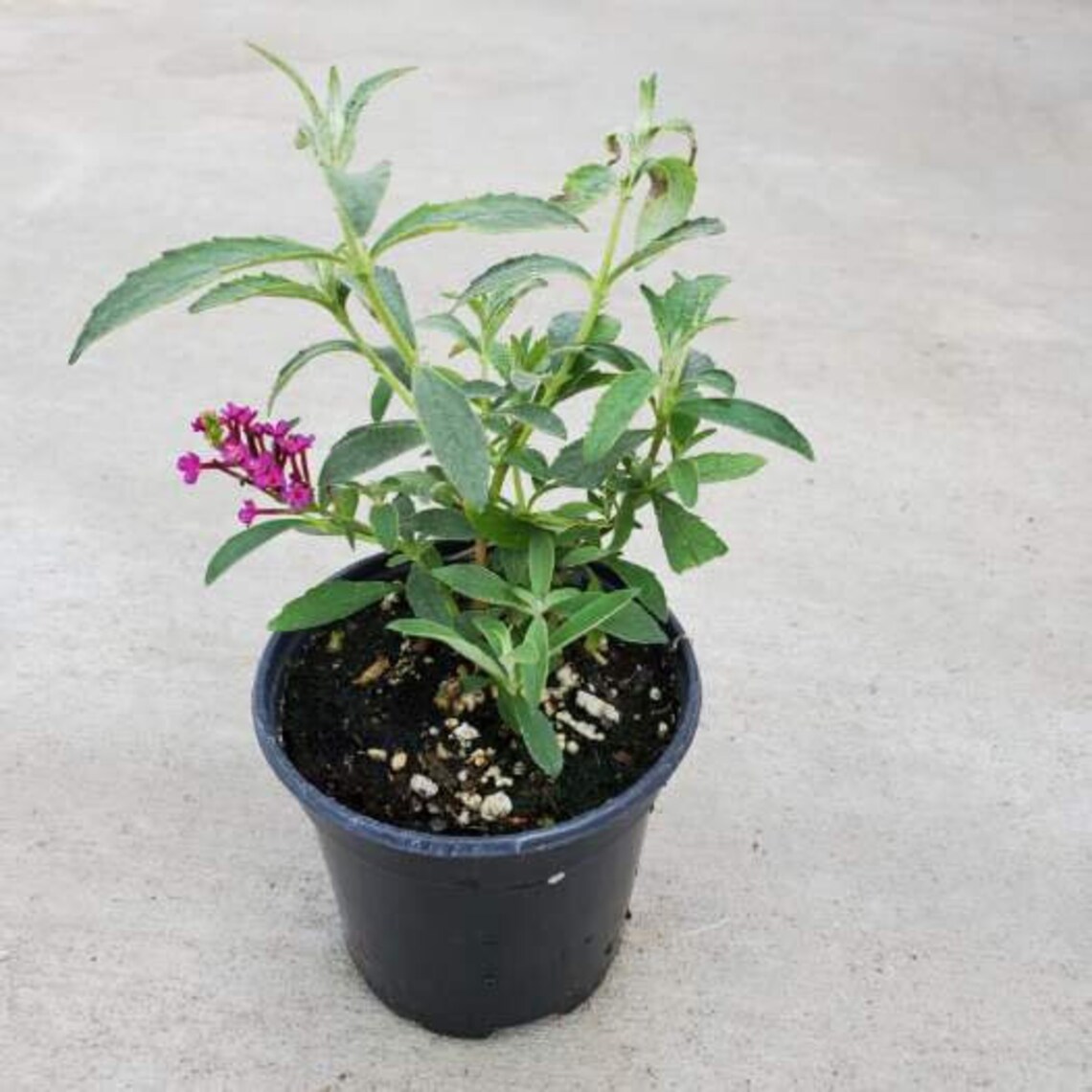 Buddleia davidii 'Hot Raspberry' Butterfly Bush | Etsy