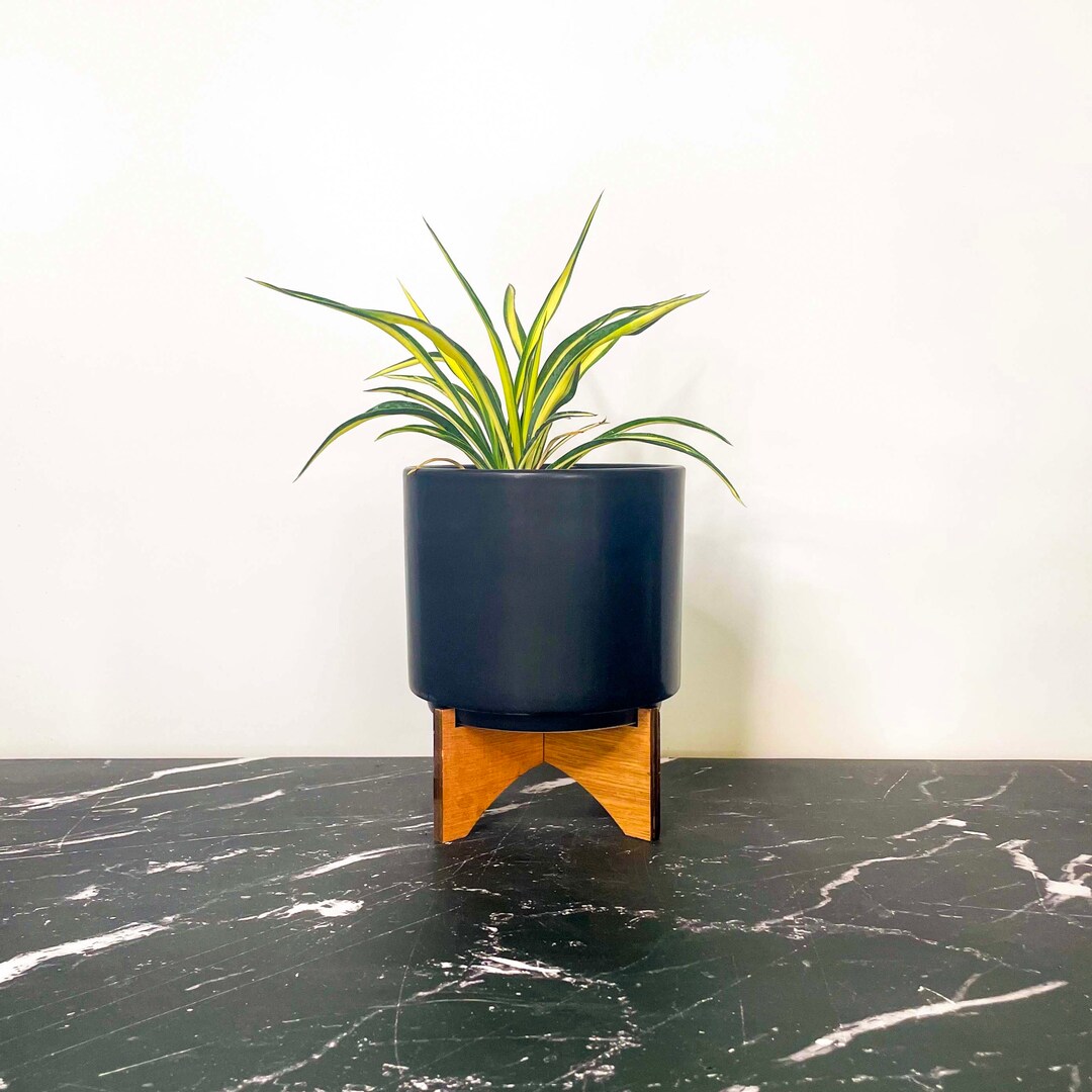 Color Guard Yucca adam's Needle 4 Growers Pot - Etsy