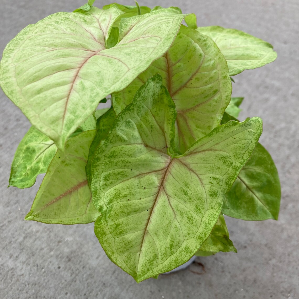 Syngonium Podophyllum 'gold Allusion' arrowhead - Etsy