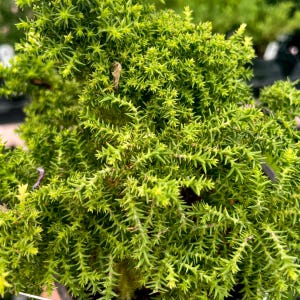 Pre-bonsai, Twinkle Toes Japanese Cedar, Live Plant - 4" Growers Pot - Etsy