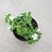 Itsy White Petunia 4 Growers Pot - Etsy
