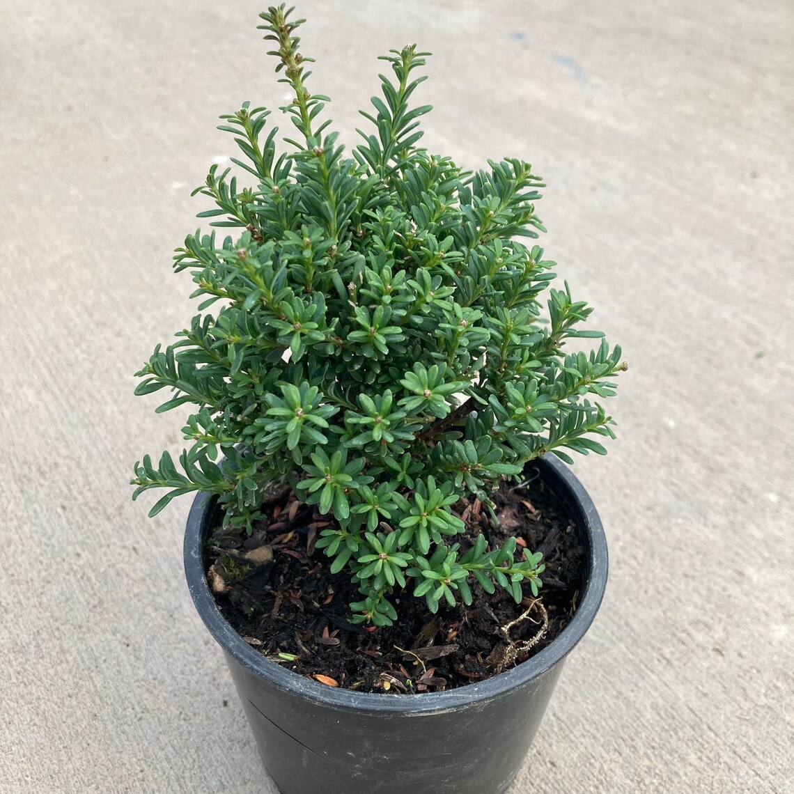 Podocarpus X red Tip mountain Plume Pine 4 Growers - Etsy