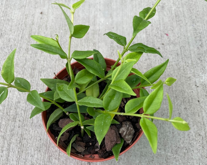Hoya Lanceolata Bella miniature Wax Plant 4 Growers - Etsy