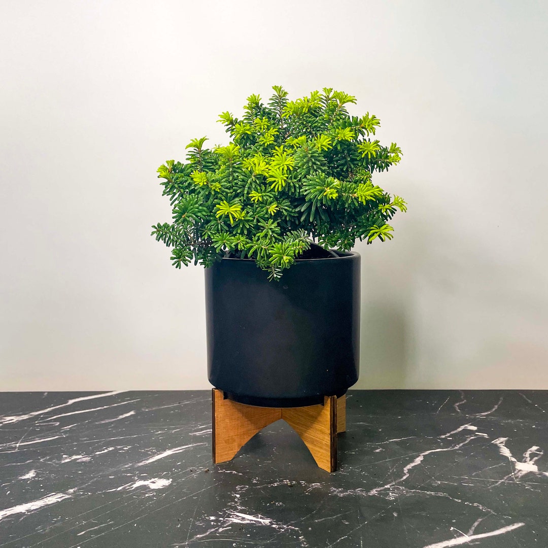 Cis Korean Fir, Live Bonsai Starter Plant 4 Growers Pot - Etsy