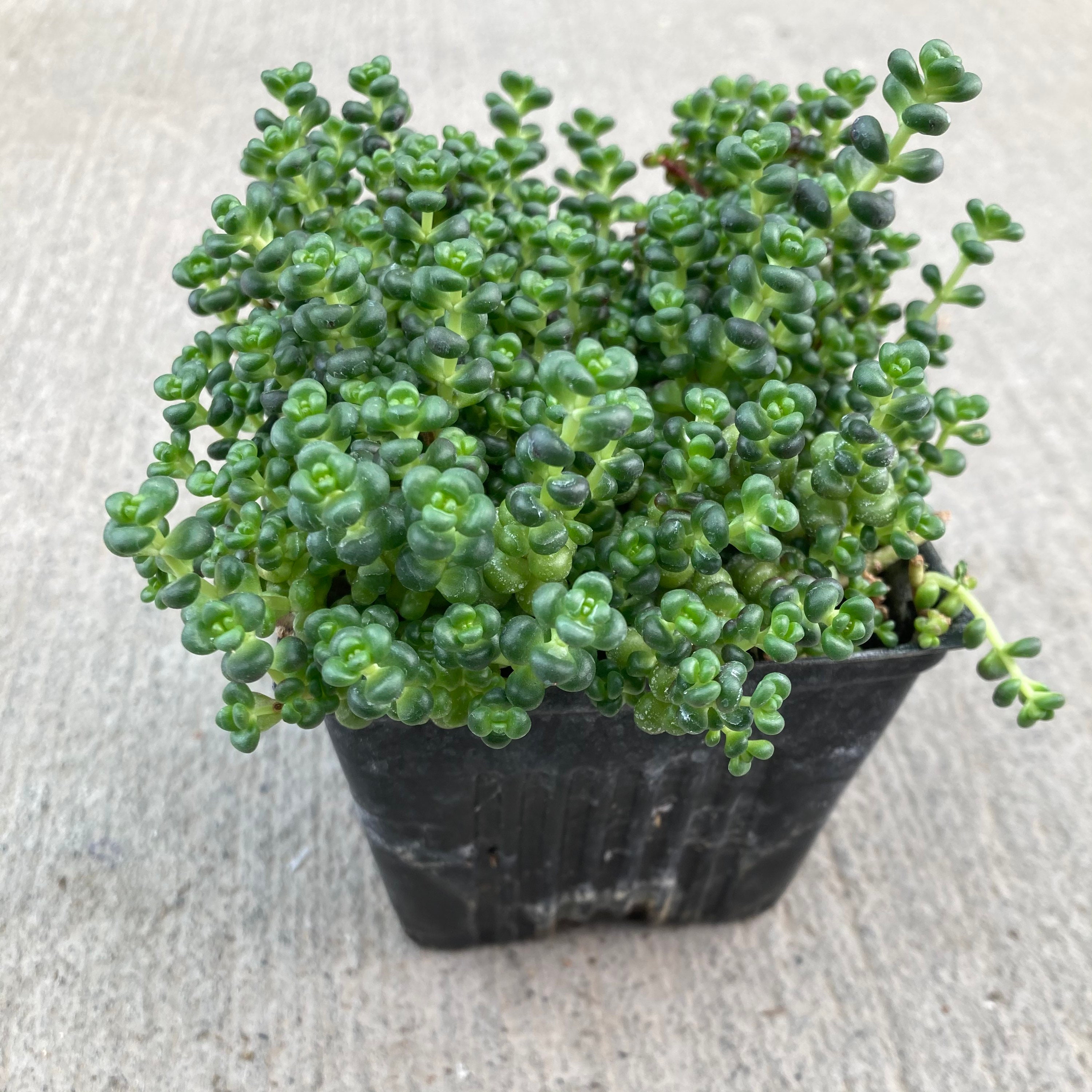 Sedum Divergens old Mans Bones - Etsy Australia
