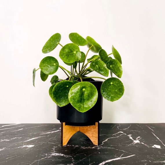Ufo plant store