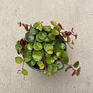 Peperomia 'ruby Cascade' 4 Grower's Pot - Etsy
