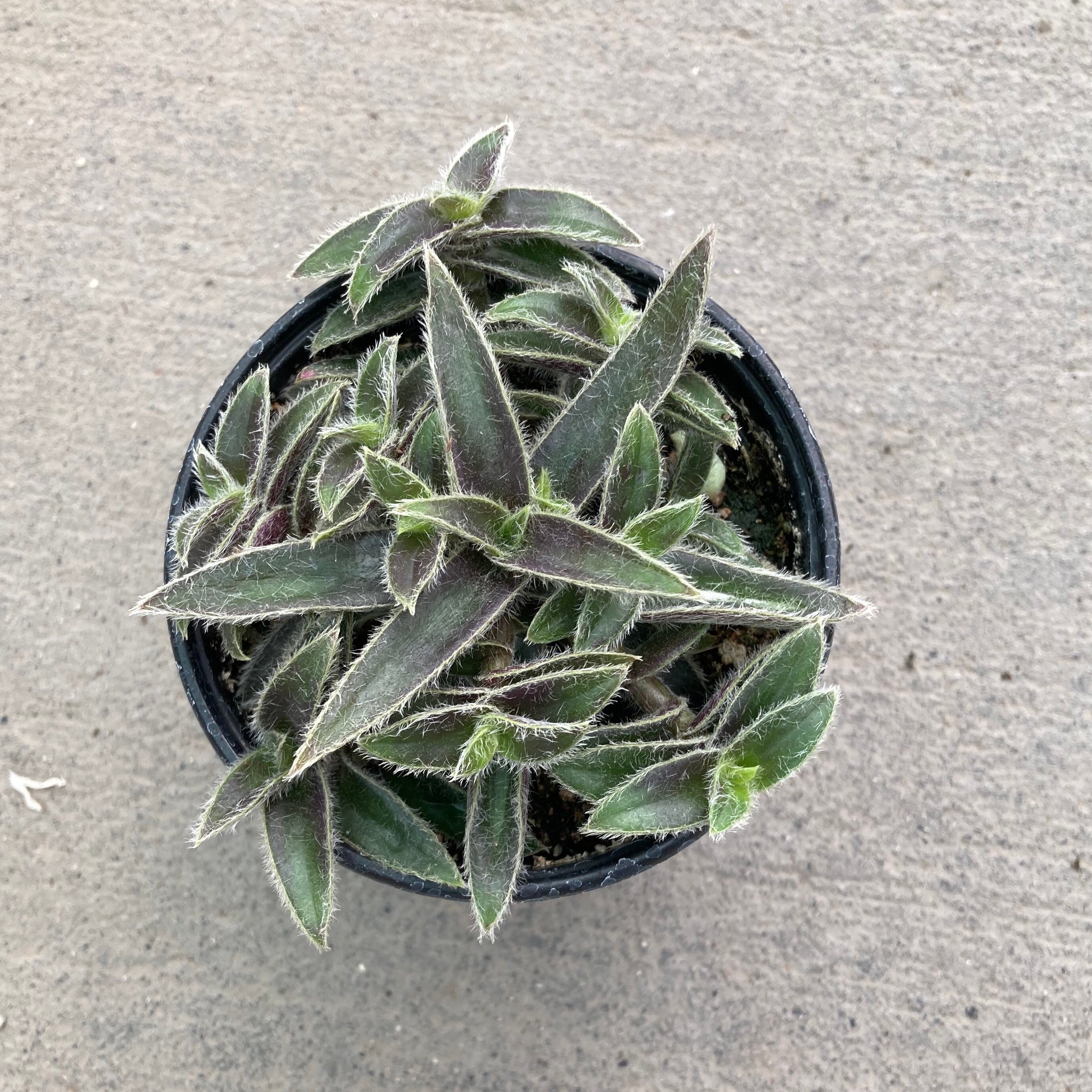 Cyanotis Somaliensis Kitten Ears 4 Growers Pot Etsy