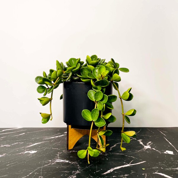 Peperomia Hope Plant - Etsy