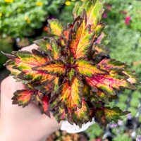 Coleus Plant - Etsy