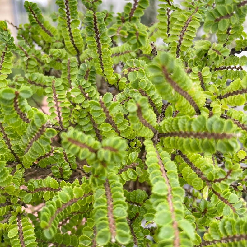 Pre-bonsai, Hokkaido Dwarf Chinese Elm, Live Plant - 4" Growers Pot - Etsy