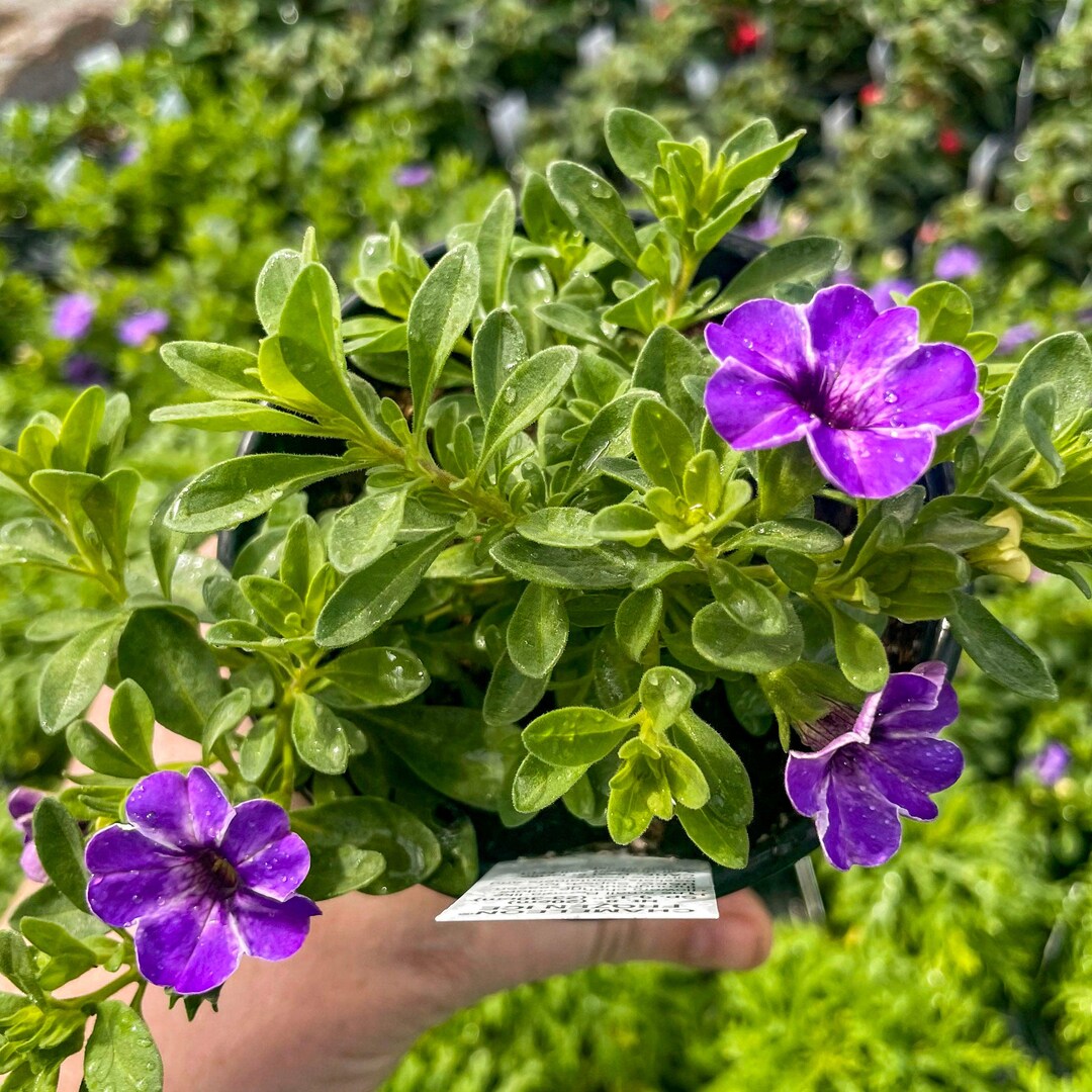 Seasonal Annual, 'chameleon Frozen Ice' Calibrachoa, Live Plant, 4 ...