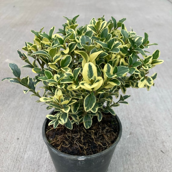 Buxus Sempervirens Variegata