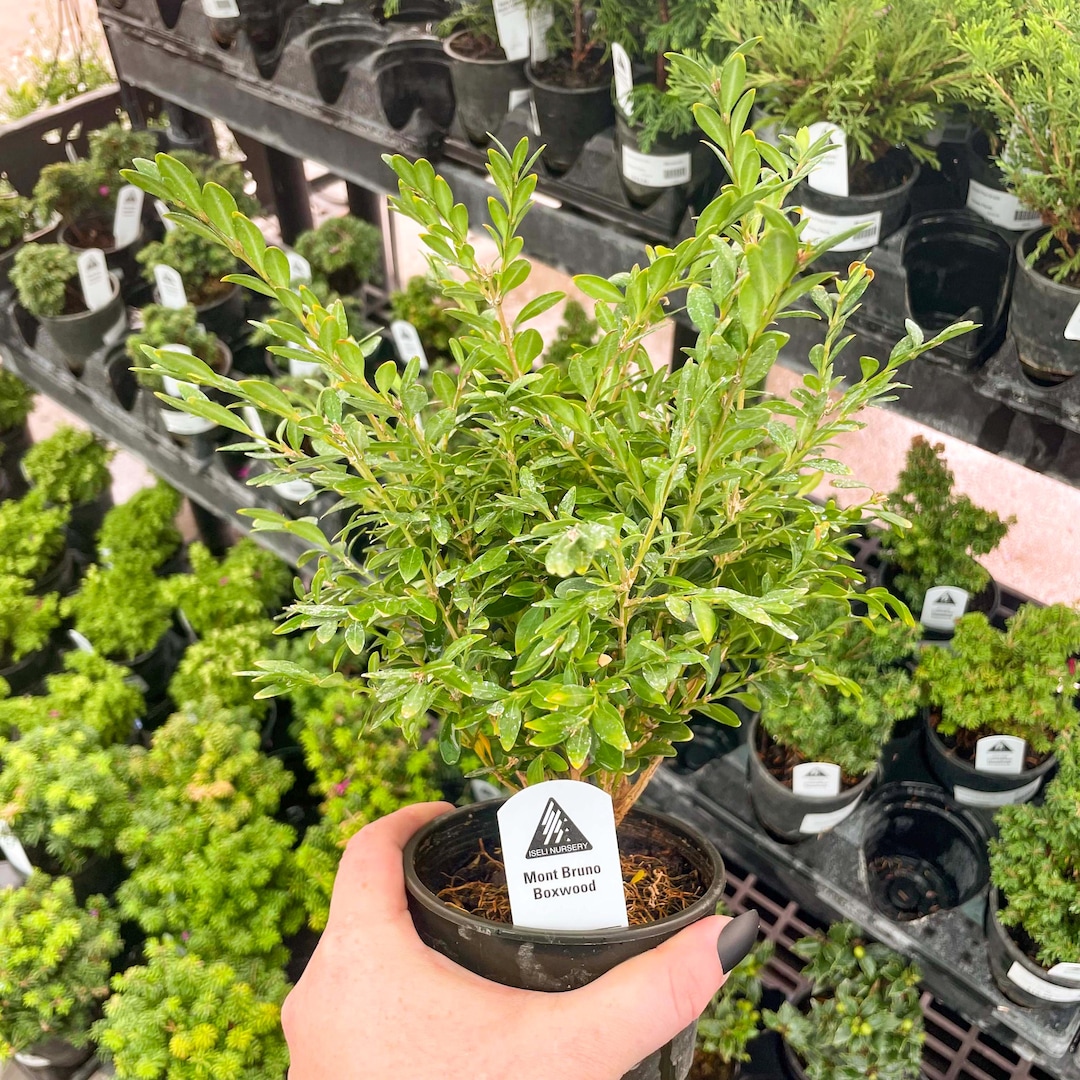Pre-bonsai, Mont Bruno Boxwood, Live Plant - 4" Growers Pot - Etsy