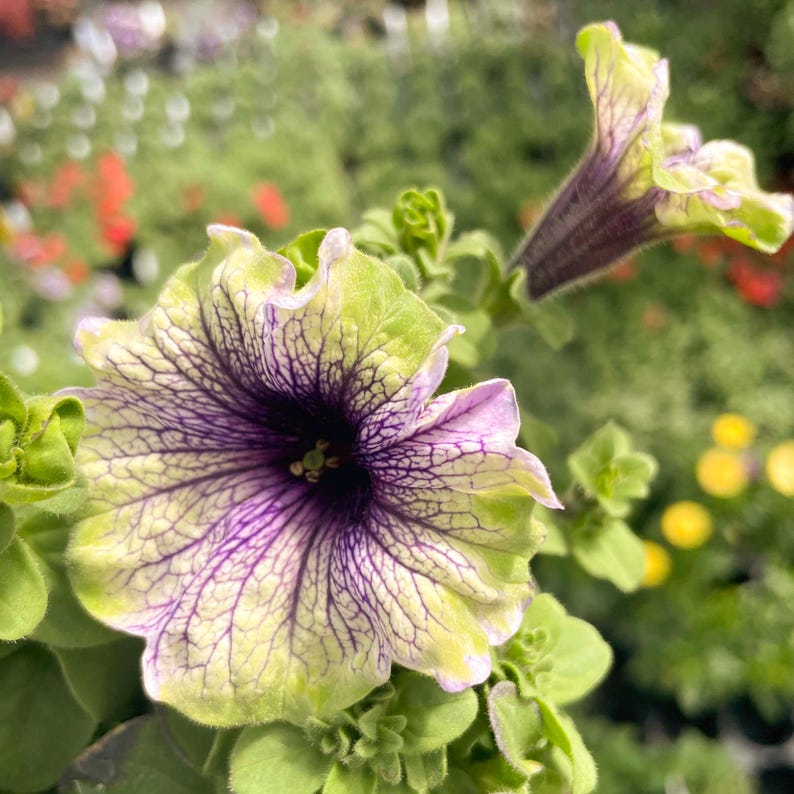 Seasonal Annual, Amazonas Plum Cockatoo Petunia, Live Plant, 4" Growers ...
